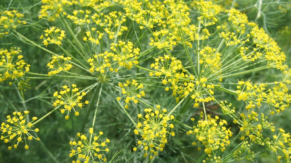 Rezene Nedir, Rezene Çayı Nasıl Hazırlanır, Faydaları Nelerdir ...
